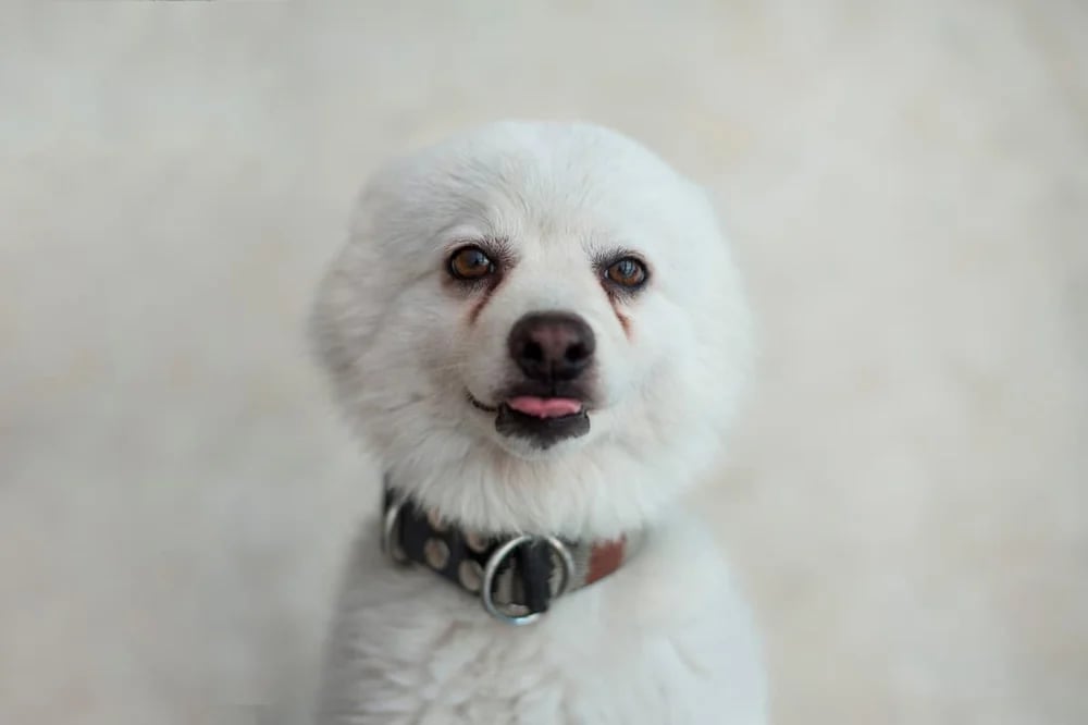How to Get Rid of Stubborn Dog Tear Stains How to Get Rid of Stubborn Dog Tear Stains